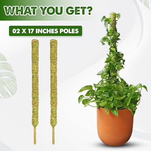 DUSPRO Forest Moss Pole, Small Moss Poles for Climbing Plants Monstera, Non-Bendable Shagnum Moss Stick for Monstera Plant Support Perfect for Small Mini Plant Growth 2 Pcs 17"