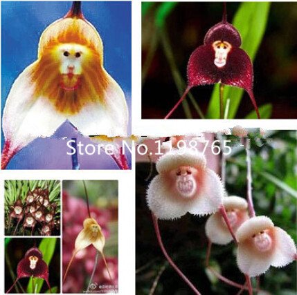 e Monkey Face Orchidee semi, varietà più Semi di Fiori piante Semi per la casa e giardino - 100 pz semi