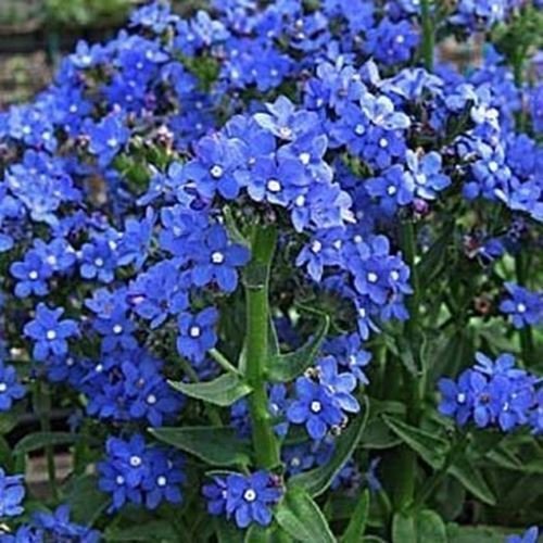 Fresh 50 semi - Semi di Fiori Bugloss