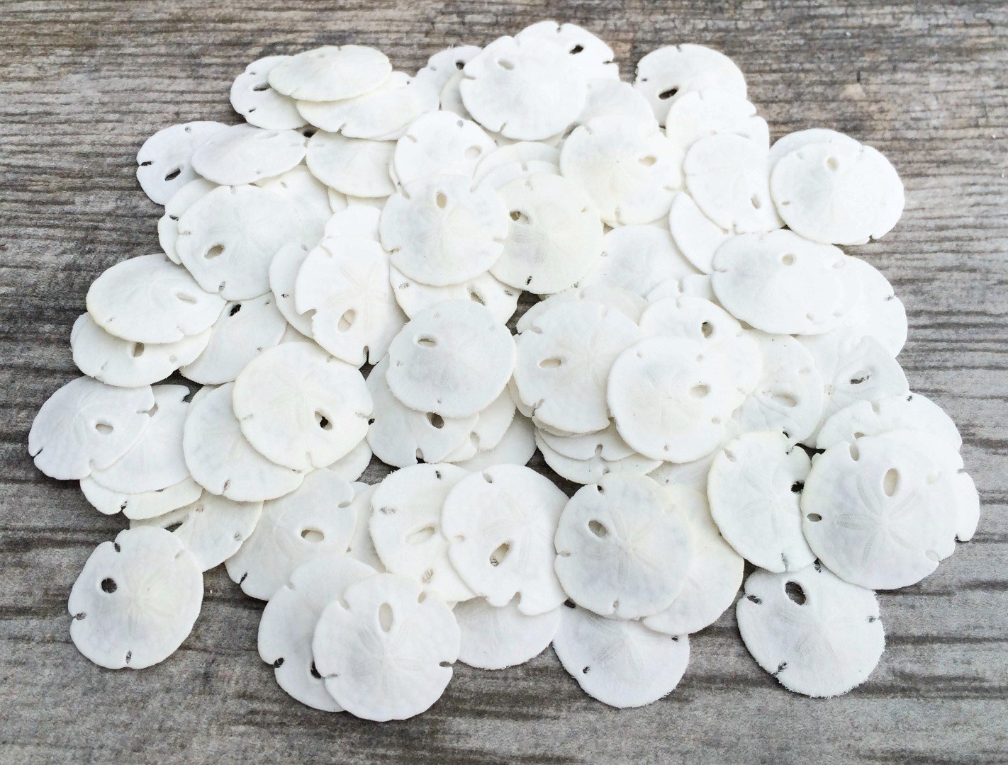 Sand Dollar | Real Natural Sand Dollars Under 1 Inch (Set of 100) | Small White Sand Dollar Shells for Weddings and Craft | Plus Free Nautical eBook by Joseph Rains