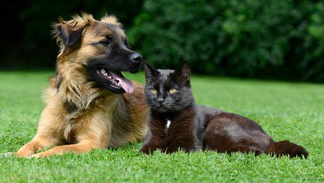 MY LUCKY PETS LLC cat Anxiety and Stress - PET Relaxant for Dogs and Cats - Anxiety Relief - Calming Complex - Premium - cat Valerian Root - 2 Bottles (180 Chewable Tablets)