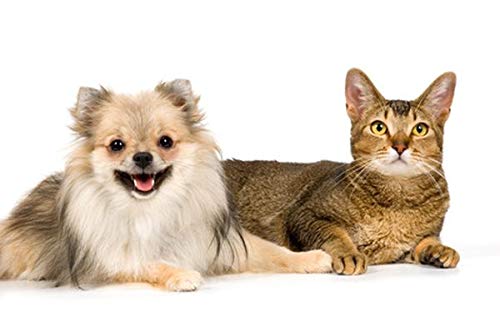 MY LUCKY PETS LLC cat Digestive Support - PET PROBIOTIC - Dogs and Cats - Digestive Boost - GET RID of Bad Breath and Stop Diarrhea - acidophilus for Cats - 2 Bottles (120 Treats)