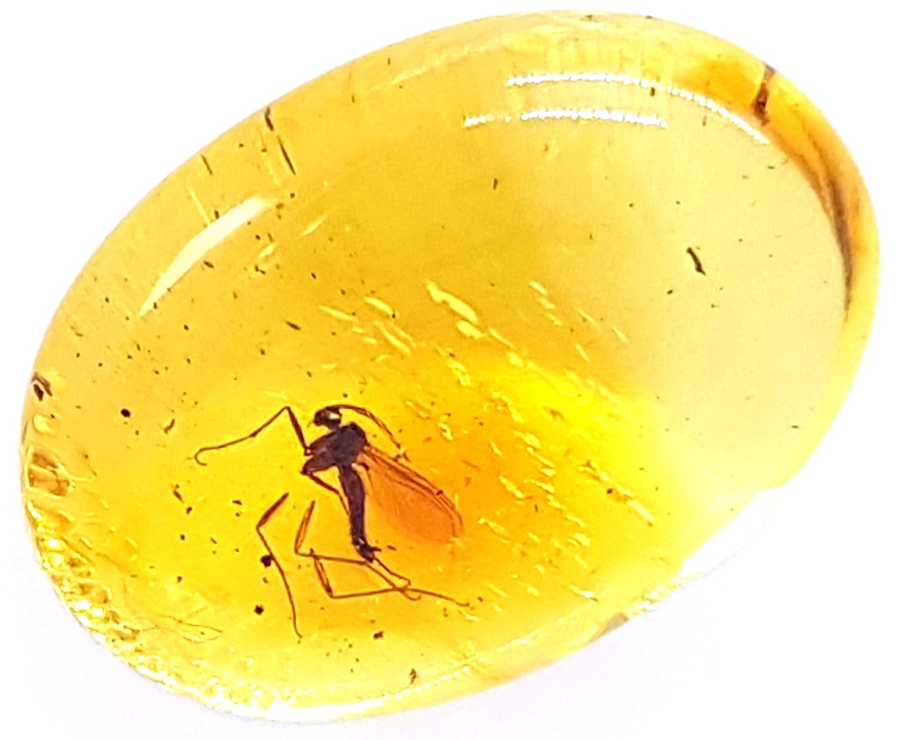 Genuine Fossil Baltic Amber with Inclusion with Magnifying Box/Beautiful Museum Grade