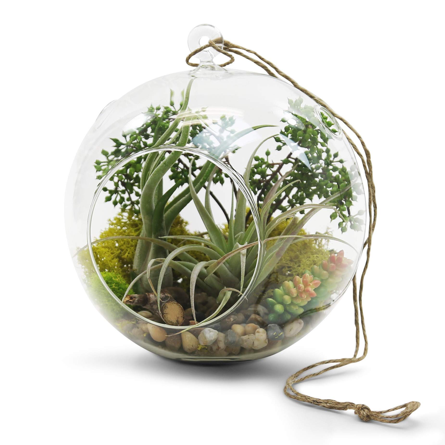 WGV Hanging Terrarium Globe, Width 8", Height 9", DIY Air Succulent Planter, Clear Glass Vase Orb with Flat Bottom, Candle Holder for Windowsill Outdoor Garden Decor, 6 Pieces Bulk