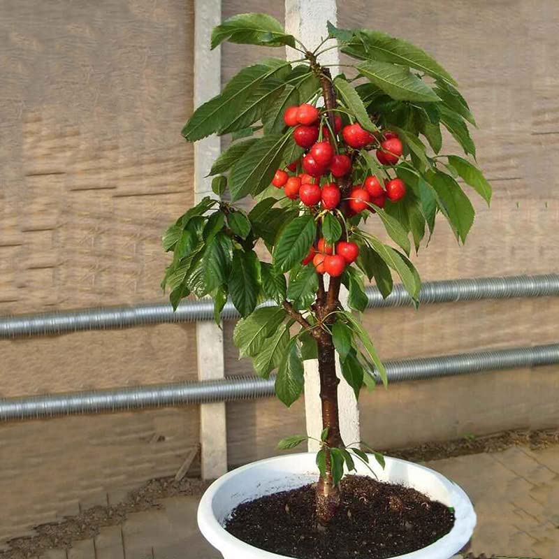 Cherry Tree Seeds Self-Fertile Fruit Tree Indoor/Outdoor(50 Seeds/Pack)