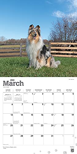 Collies 2022 12 x 12 Inch Monthly Square Wall Calendar, Animals Dog Breeds DogDays