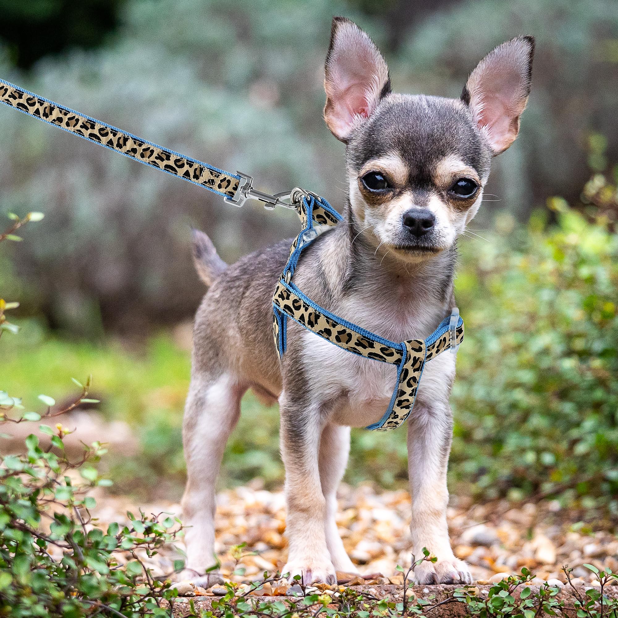 Mile High Life Leopard Dog Harness Collar Leash Set | Adjustable No Pull Dog Halter Harness for Small Breed Dogs | Easy Control for Training Walking | Blue, Medium