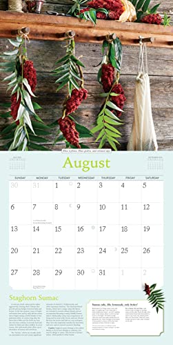 Rosemary Gladstar's Herbs Wall Calendar 2023: Recipes and Remedies for Health and Home