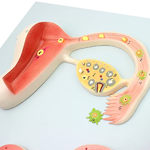 DSUBAN Human Pregnancy Embryo Development Process Model Fertilized Egg Uterine Tissue Embryo Model, Embryo Development Process Model (114)