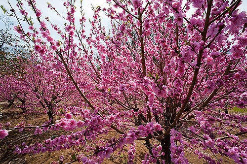 Contender Peach Tree - Self Pollinating Live Fruit Plant Shipped 2 to 3 Feet Tall by DAS Farms (No California)