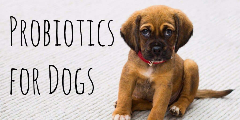 MY LUCKY PETS LLC Dog probiotic Bites - Dog PROBIOTICS - Bad Breath and Passing Gas Solution - Oral Health - Beef Liver Supplement - 2 Bottles (120 Treats)