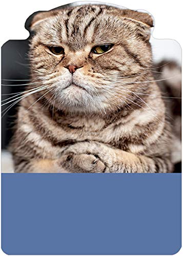 RSVP Grumpy Cat : On Nerves Funny/Humorous Birthday Card Orchid 5" x 7" GC-B7467