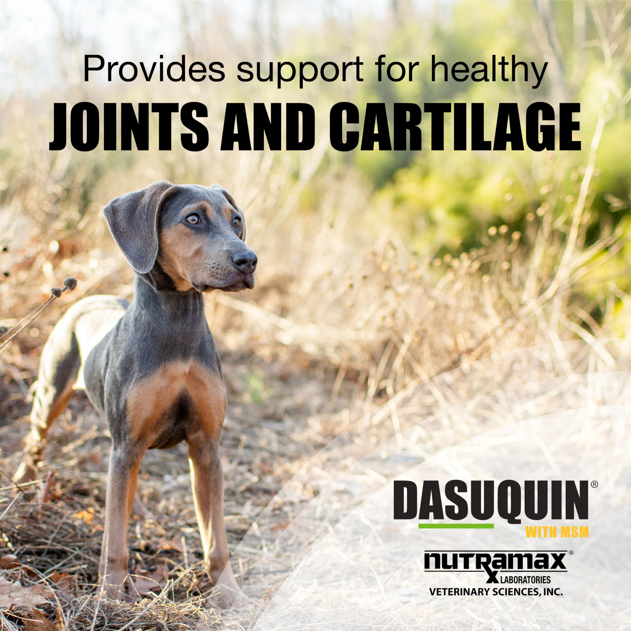 Nutramax Dasuquin with MSM Joint Health Supplement for Small to Medium Dogs - With Glucosamine, MSM, Chondroitin, ASU, Boswellia Serrata Extract, and Green Tea Extract, 84 Chewable Tablets(Pack of 1)