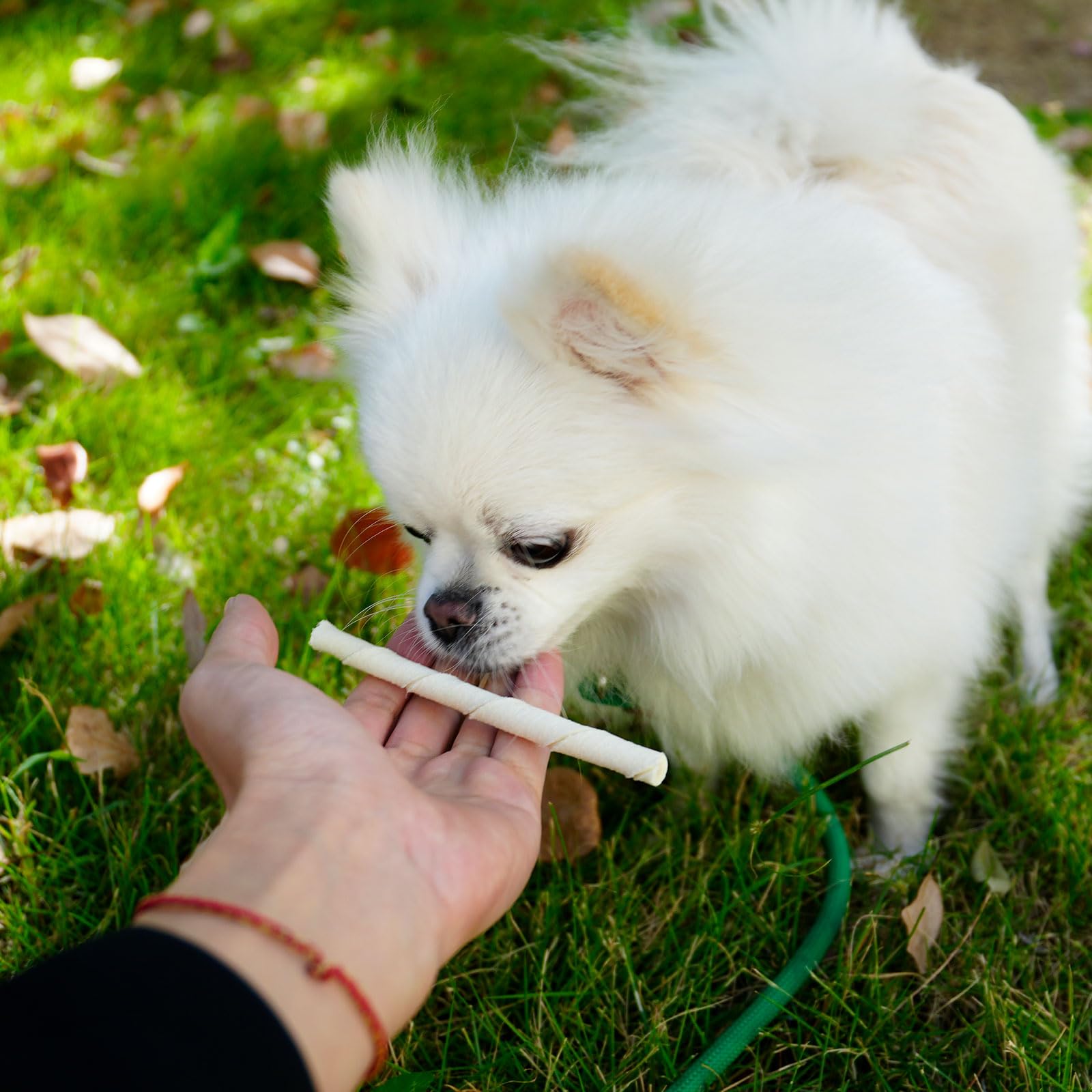 MON2SUN Dog Rawhide Twist Sticks Natural 5 Inch Thin Sticks Rawhide Chews Dog Treats for Puppy and Small Dogs 60 Count, 12.7oz