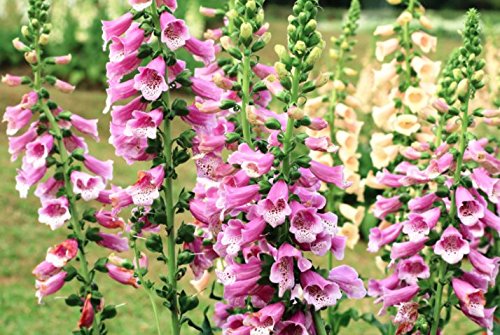 Foxglove Flower Seeds for Planting, 5500+ Heirloom Flower Seeds Per Packet, (Isla's Garden Seeds), Non GMO Seeds, Scientific Name: Digitalis
