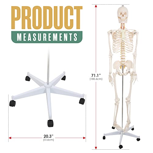 Skeleton Stand, Life Size Model, Standing Human Skeletons, 71x20x20 Inches, Lifesize Full Body Anatomy, Articulated Anatomical Skeletal System, Anatomically Correct Medical Physiology | Houseables