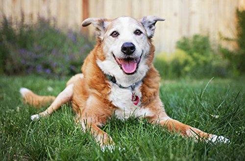 pet Joint Support - Hip & Joint Support - for Dogs - Chewable - Dog msm glucosamine - 2 Bottle (240 Chewable Tablets)