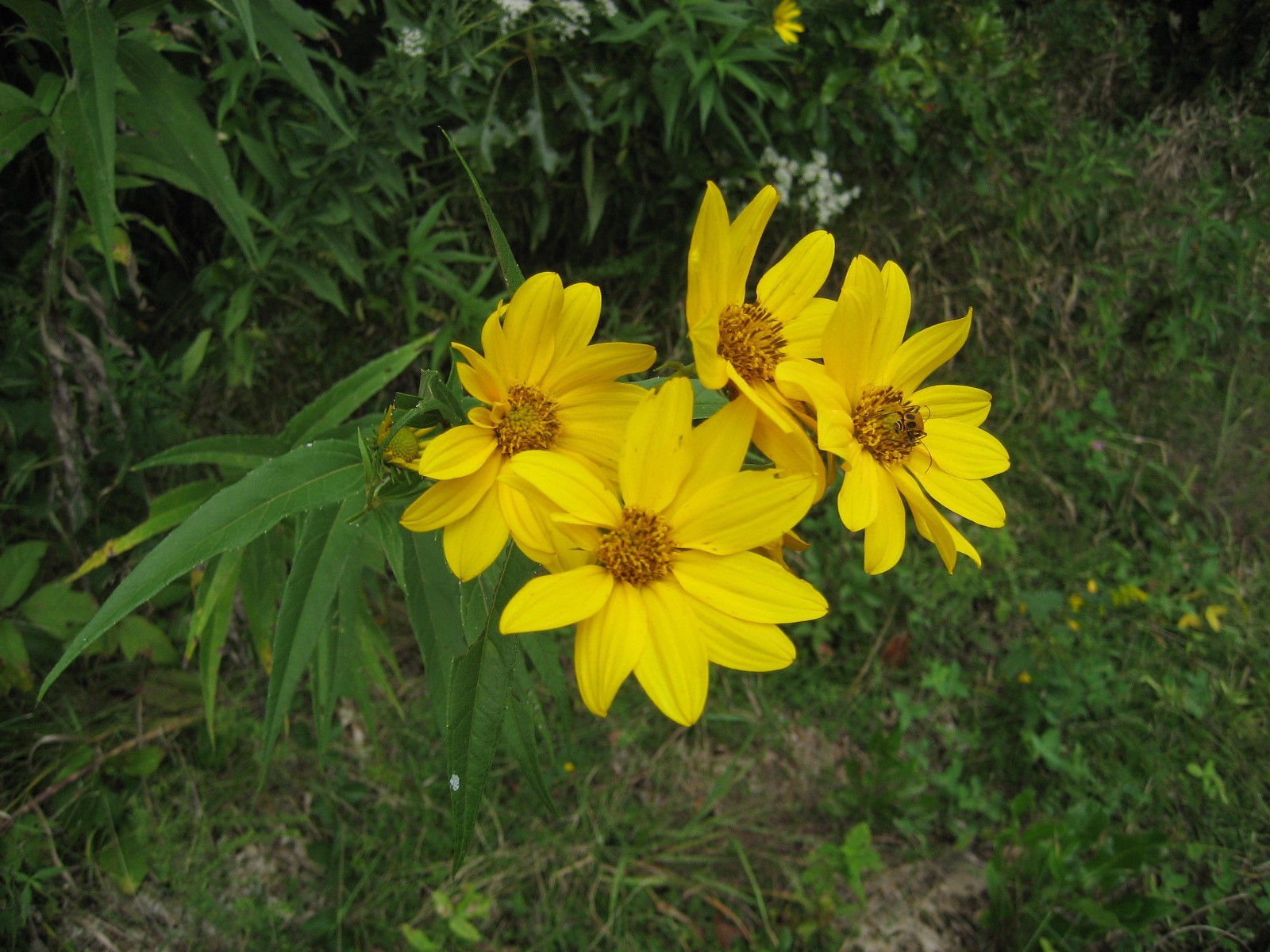 Girasole perenne Maximilian (25) semi