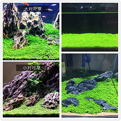 Live Aquarium Plant Seeeds Combo,Fresh Water Grass Mini Leaf & Hair Grass Small Pearl Leaf for Fish Tank Terrarium Aquatic Dwarf Carpet Decor AAB