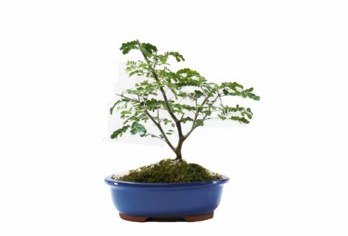 Indoorbonsaiandexotics Brazilian Raintree Bonsai