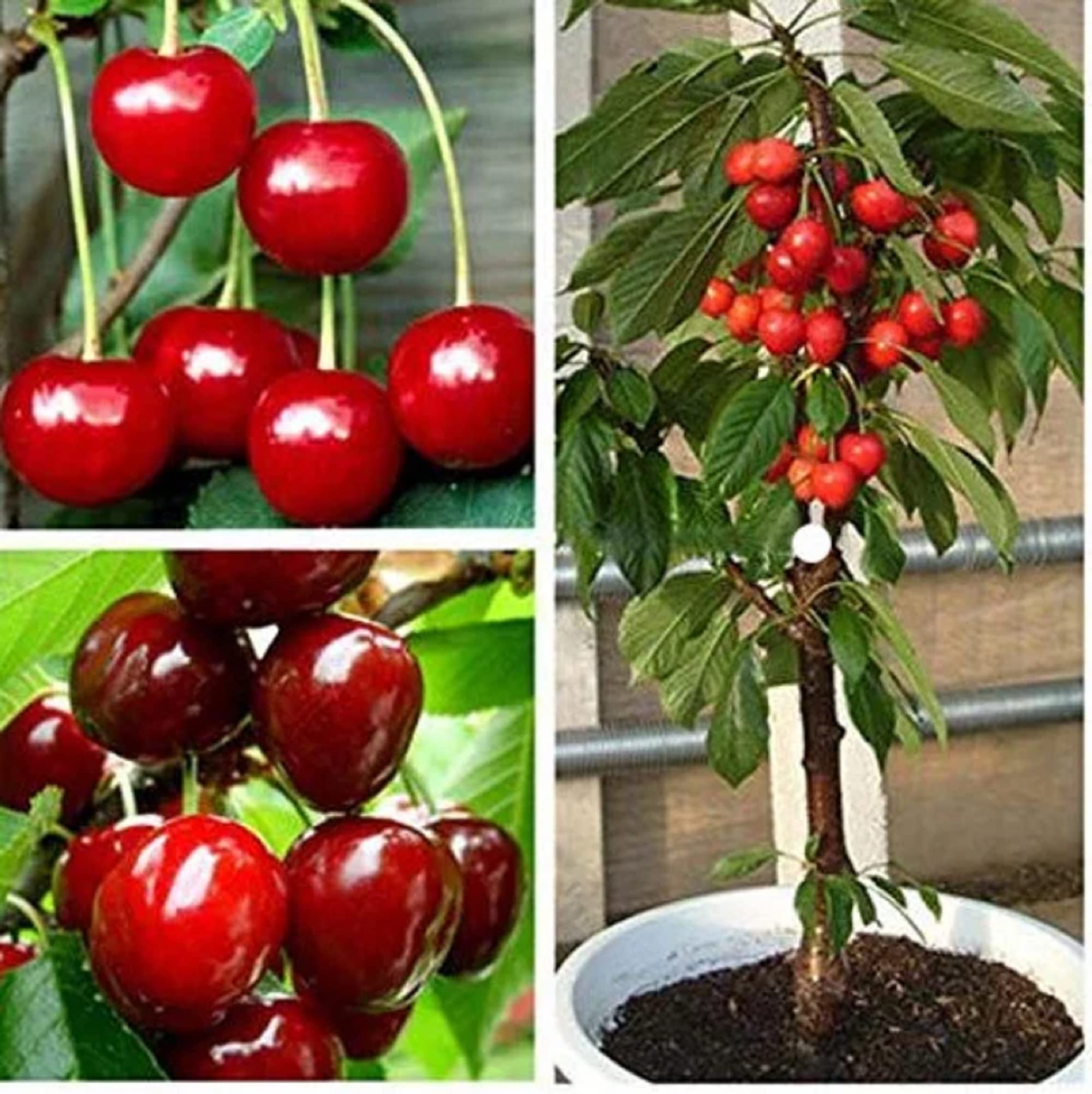 CHUXAY GARDEN Dwarf Cherry Tree Seed 10 Seeds Sweet Edible Fruit Robust Flavor Great Gardening