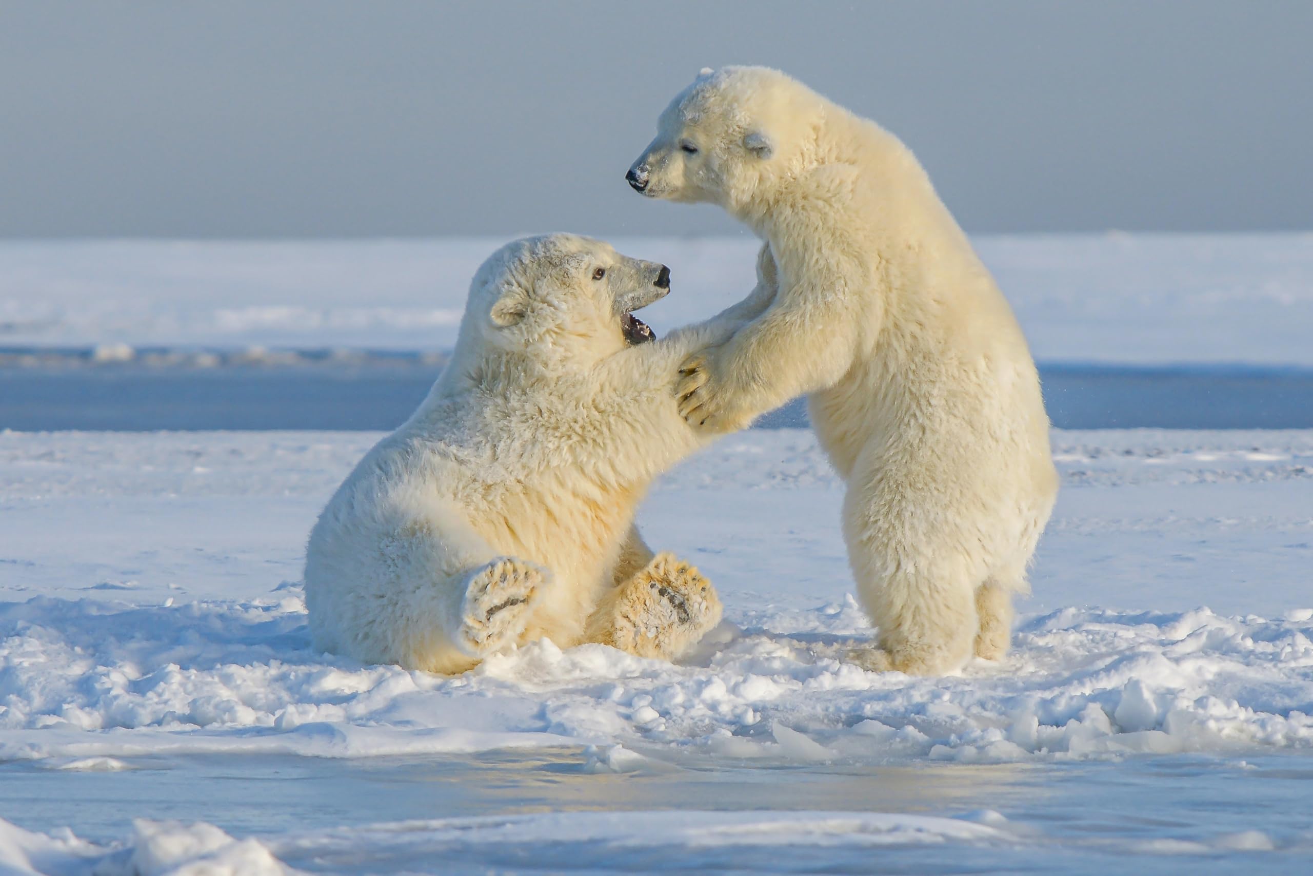 Fahlo Polar Bear Tracking Bracelet, Elastic, supports Polar Bears International, one size fits most for Men and Women