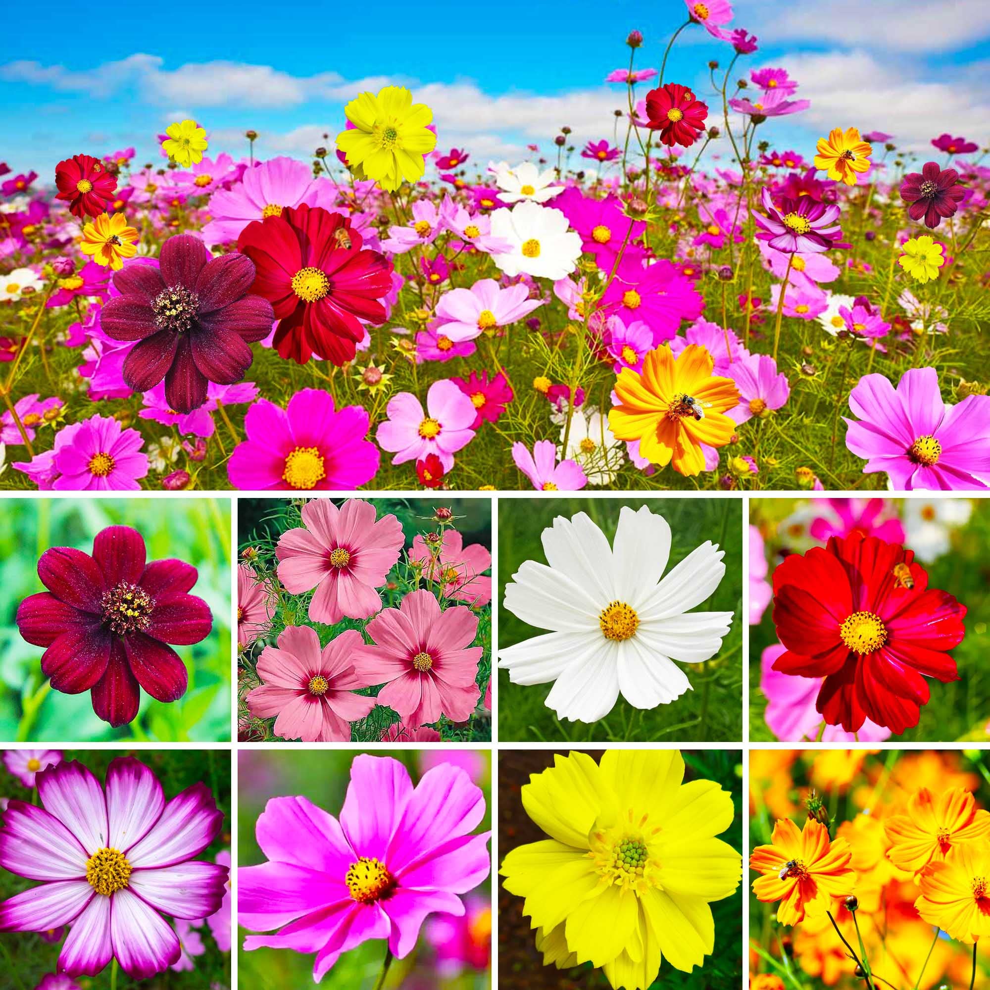Dichmag 2000+ Crazy Mixed Cosmos Seeds - Over 11 Colors Cosmos Bipinnatus Flower Seeds in a Pack - Non-GMO Seeds Produced in The US