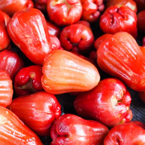 Live Red Rose Apple Plant, Red Wax Apple Tree Plant, 2 Ft Tall Sweet Fruit Plant for Garden