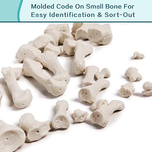 NEW HORIZON Human Model of Skeleton for Anatomy 67β High with 200+ Bones Structures,Skull Model Scientific Disarticulated Human Model of Skeleton Bundle for Anatomy,
