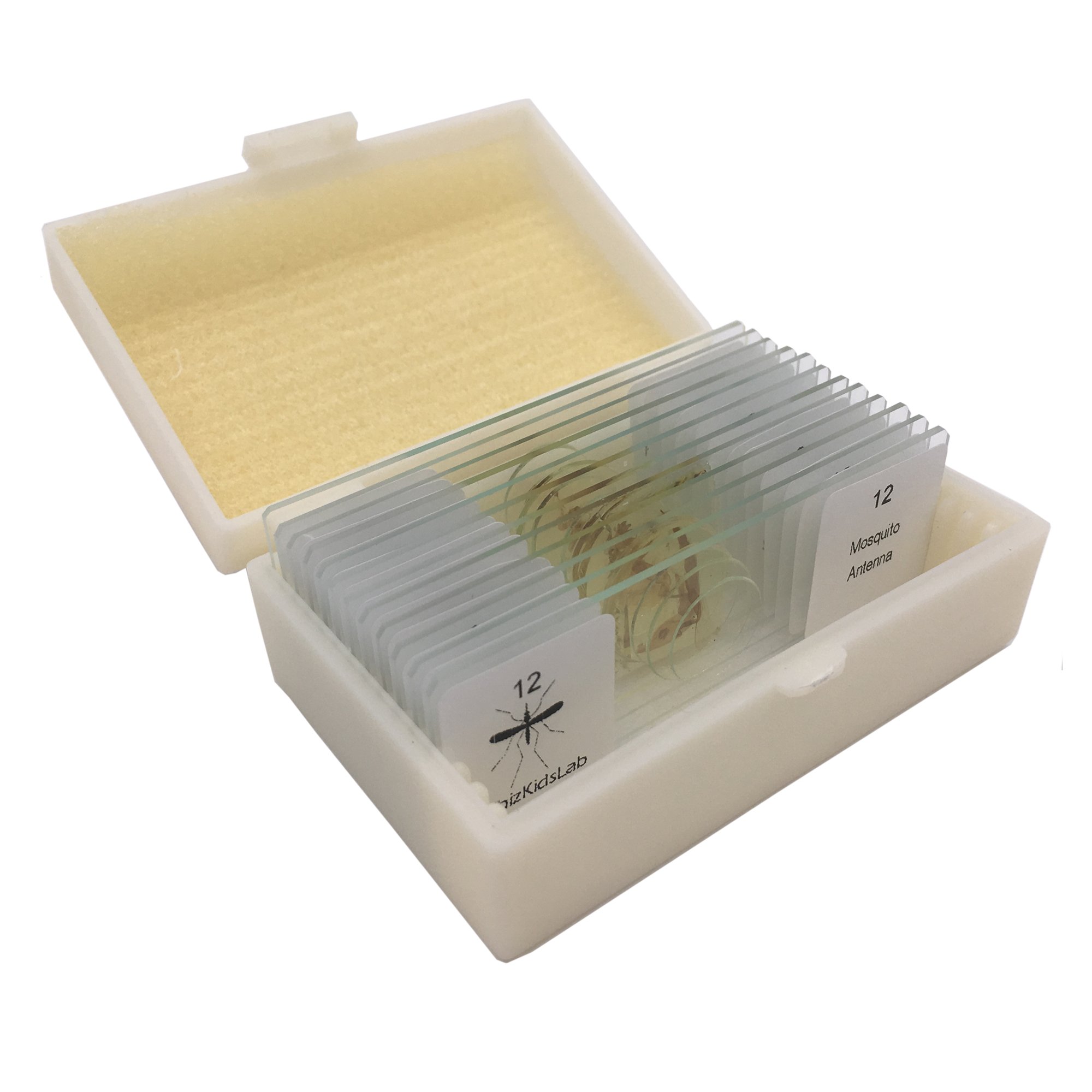 WhizKidsLab 12 Prepared Insect Bug Parts Microscope Slides Set Real Beetle Specimen Postcards STEM Science Kit