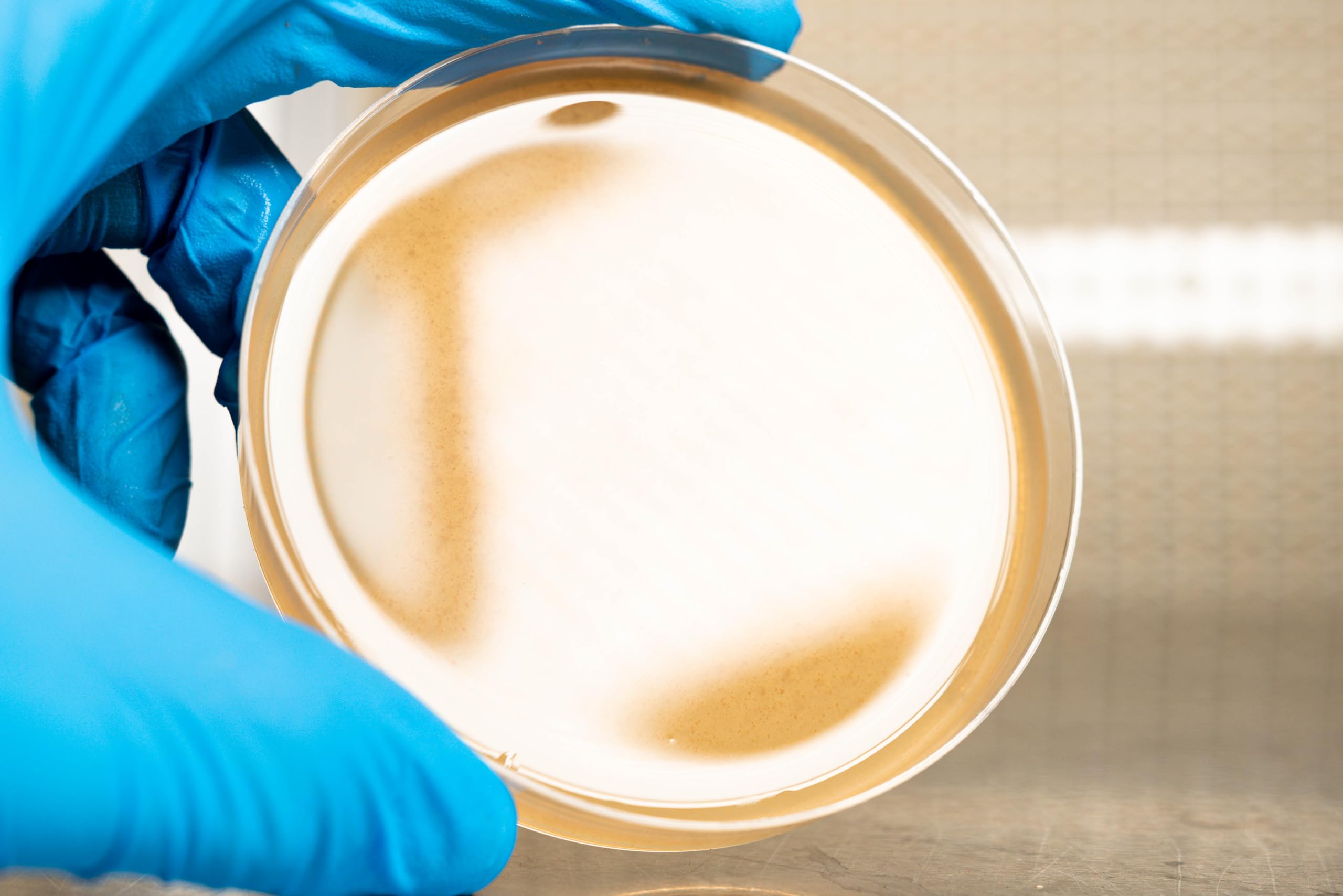 Heat-N-Pour Nutrient Agar | Cleans Spore Syringes | Sterilized and Ready to Use | Just Heat And Pour | For Petri Dishes and Cloning Mushrooms (125ml Bottle)