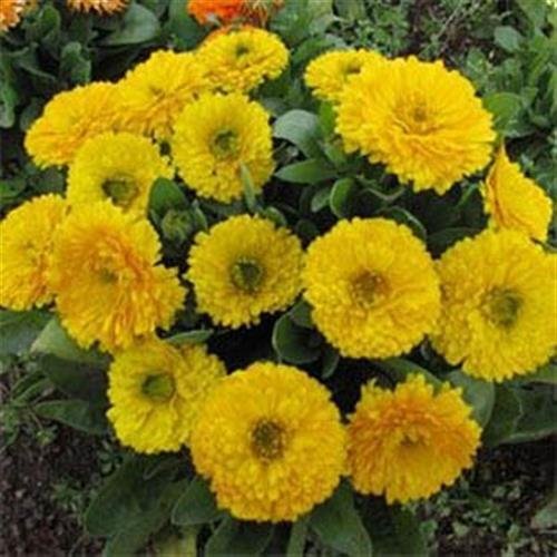 Fresh 50 semi - Semi Calendula Golden Emperor Flower