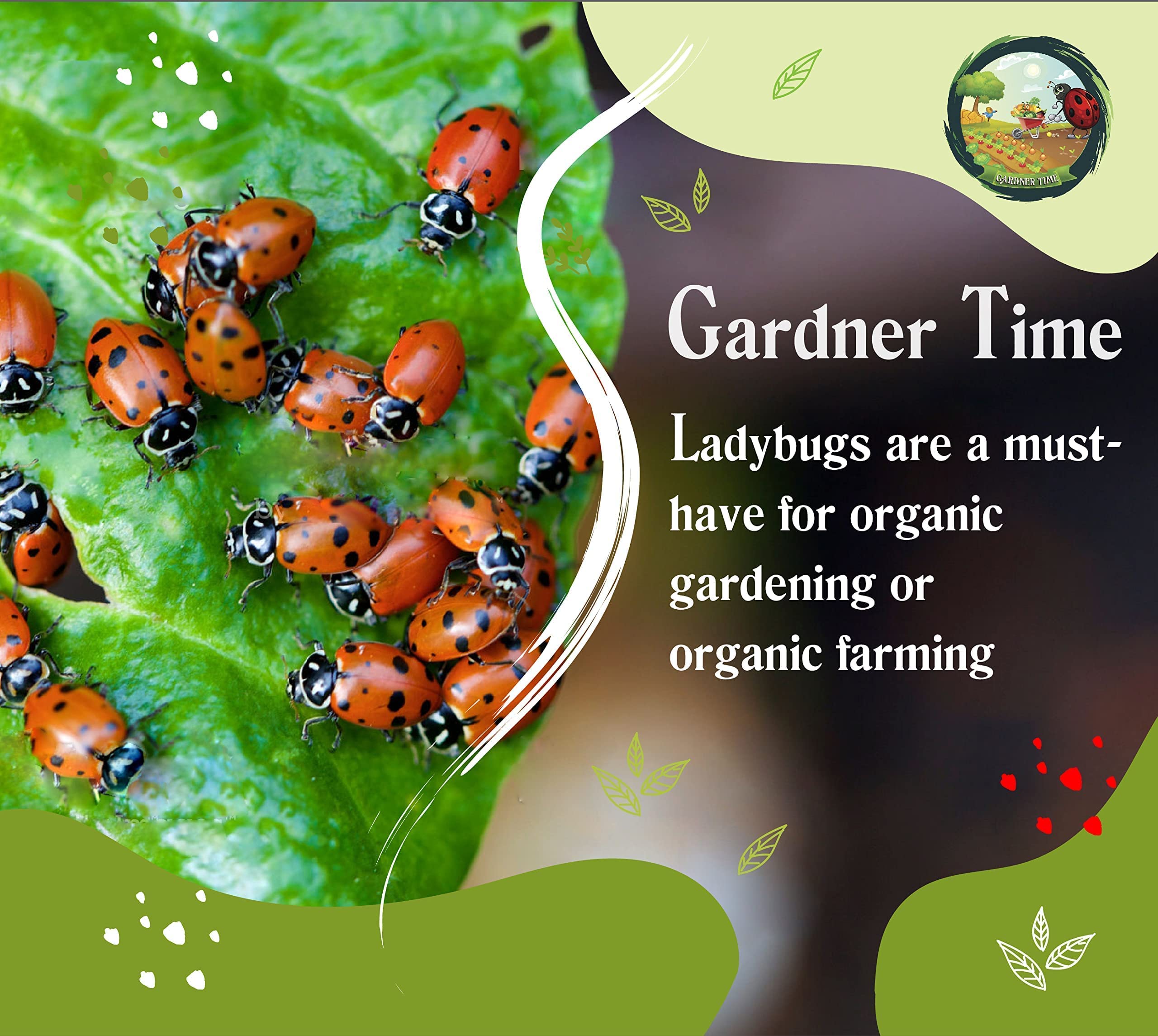 Gardner Time Live Ladybugs - Good Bugs for Garden - Pre-Fed Hippodamia Convergens - Ladybugs - Guaranteed Live Delivery - Ladybugs Live (150)
