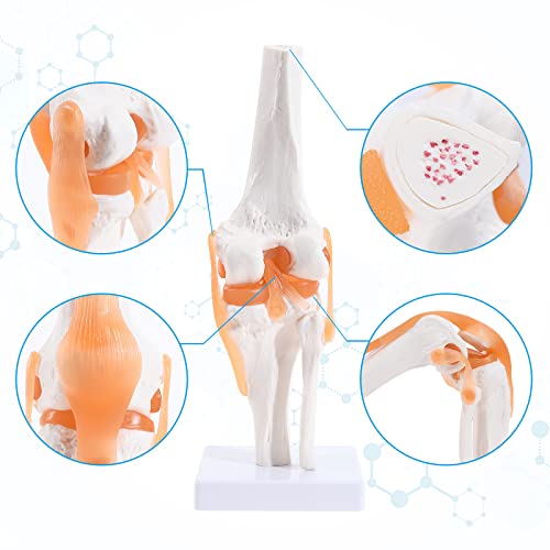 SKUMOD Anatomical Medical Knee Joint with Ligaments Model, Life-Size, for Medical Teaching Students Study Science Education