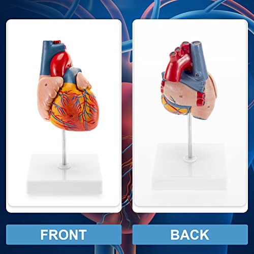 Winyousk Anatomy Heart Model, 1:1 Size Human Heart Model with 2-Part,48 Accurate Numbered Heart Model for Cardiac Labs, Medical Teaching, Hospitals
