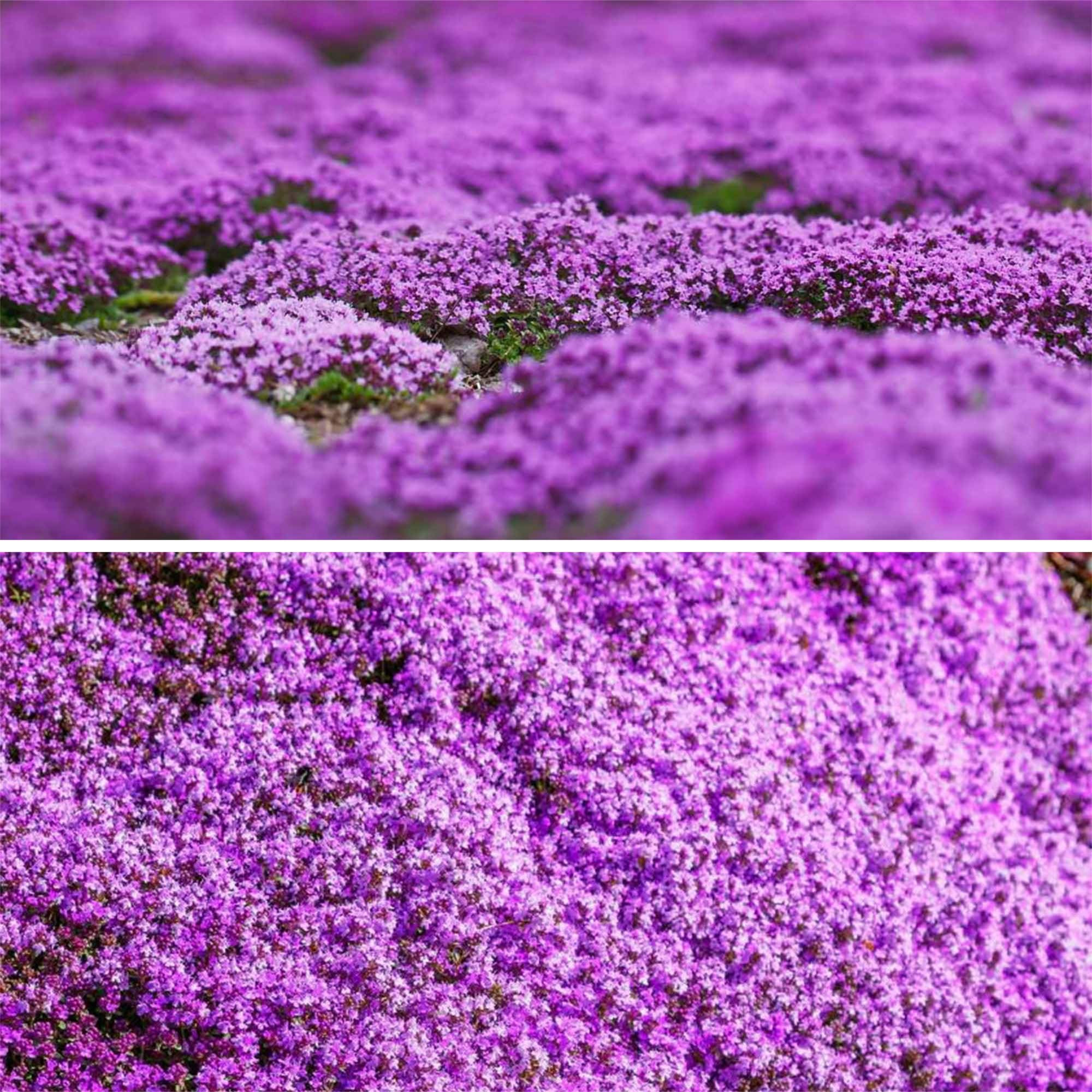 Generic 20000+ Purple Creeping Thyme Seeds for Planting - Heirloom & Open Pollinated - Wild Ground Cover Plants Perennial Non-GMO Thymus Serpyllum Flowers Seed