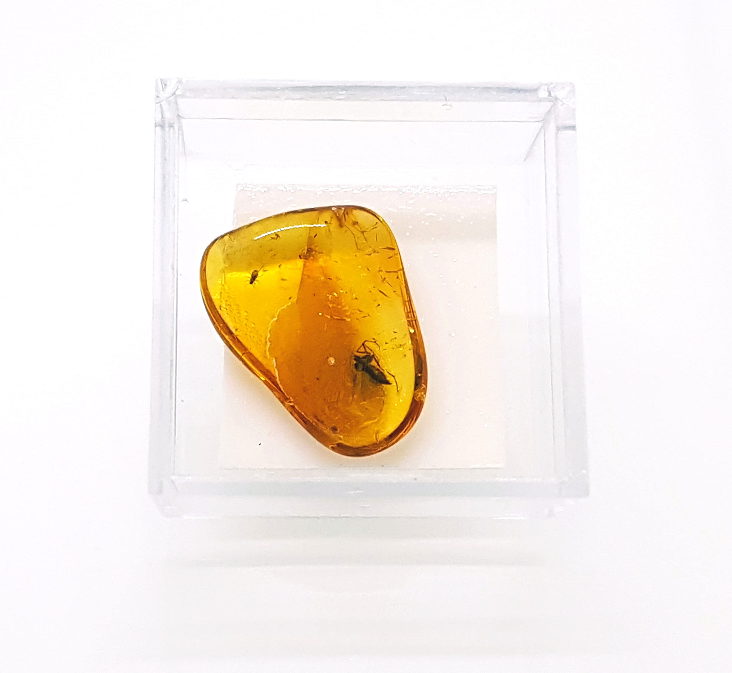 Genuine Fossil Baltic Amber with Inclusion with Magnifying Box/Beautiful Museum Grade
