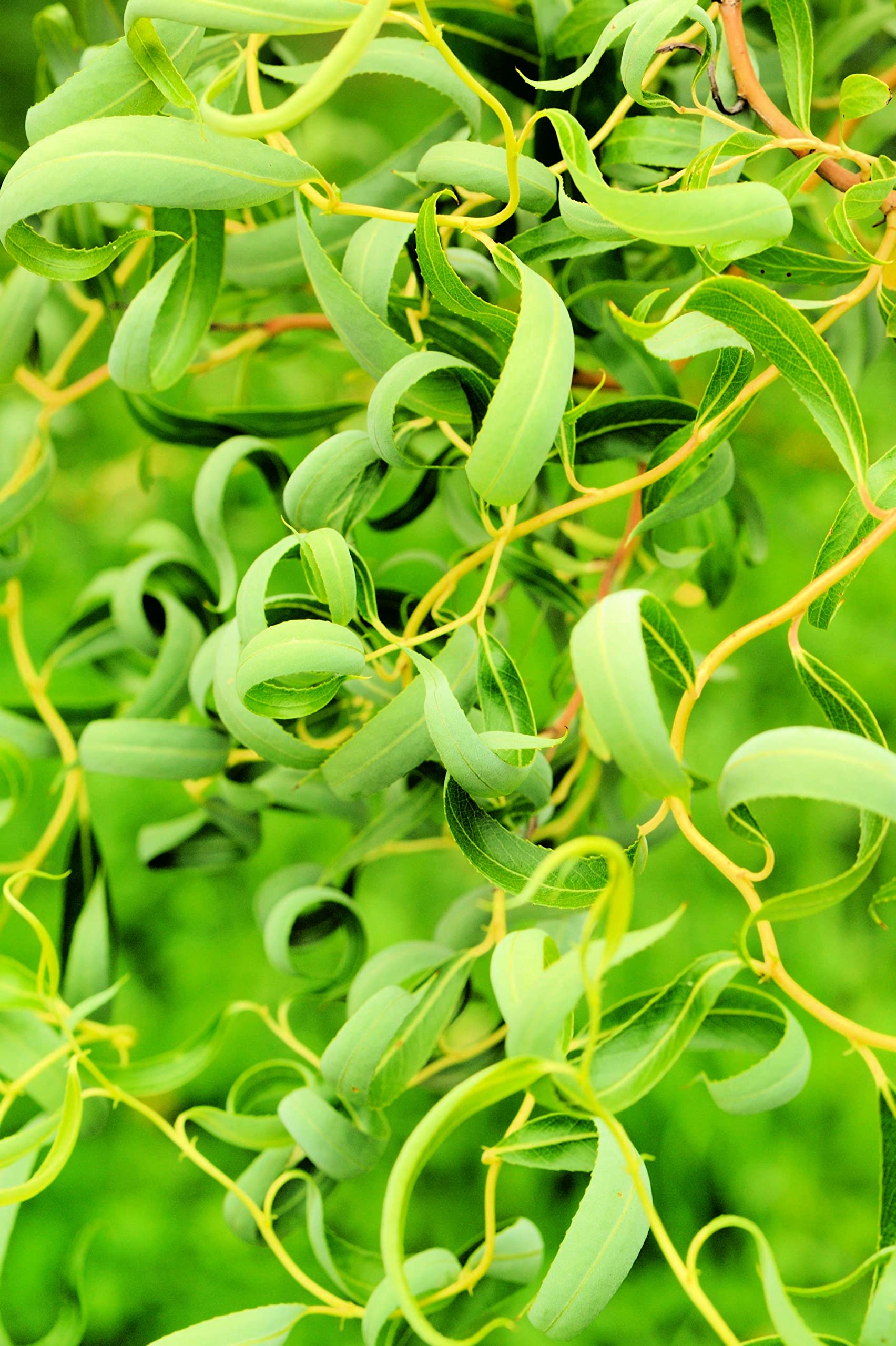 Gold Curly Willow Trees - Fast Growing Attractive Good Luck Trees - East to Grow Landscape, Garden or Yard Trees. (4 Cuttings)