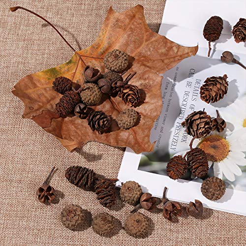 Queenbox 20Pcs Natural Dried Acorn Cap Craft DIY, Home Christmas Thanksgiving Decorative Fall Winter Holiday Home Decor