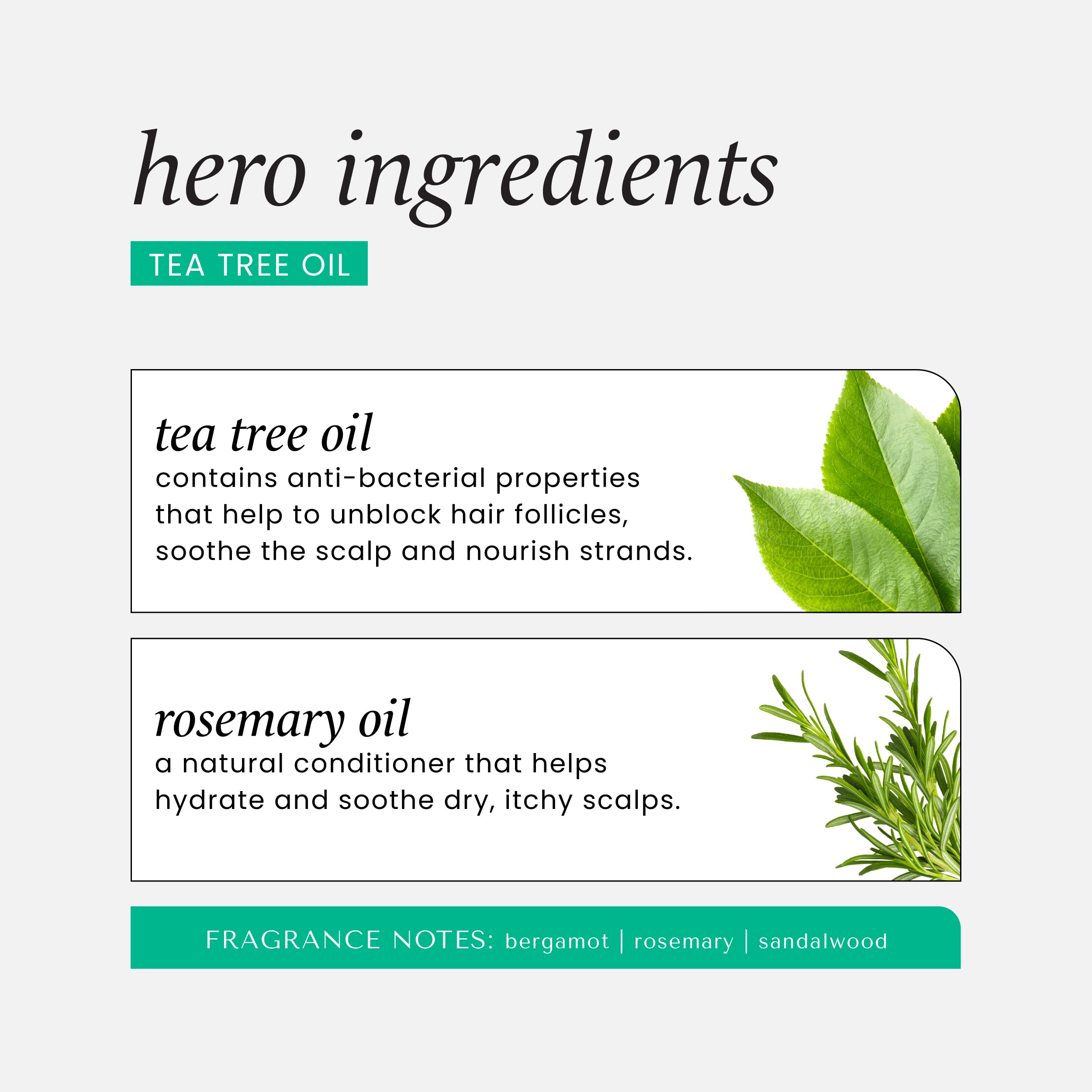 HASK Tea Tree Back to School Pack: Tea Tree Oil & Rosemary Shampoo and Conditioners and a 2-pack of 5-in-1 Leave In Conditioner Sprays