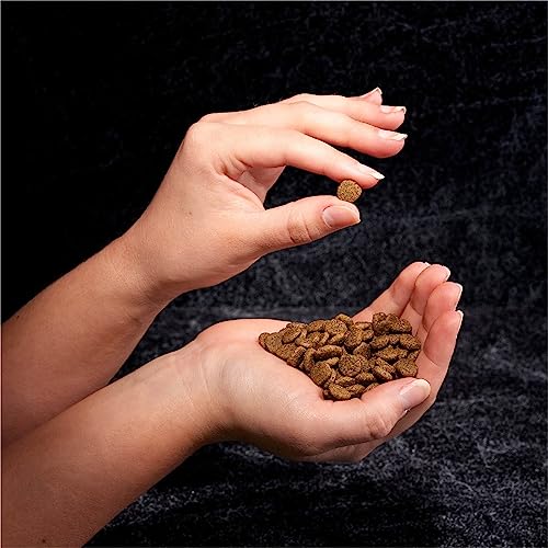 CRAVE Grain Free Adult High Protein Natural Dry Cat Food with Protein from Salmon & Ocean Fish, 10 lb. Bag