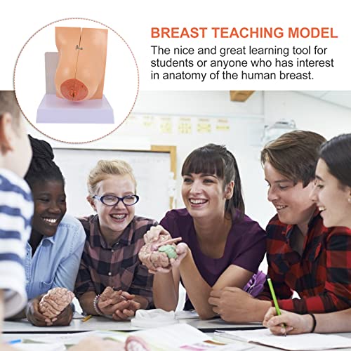 iplusmile Model of The Female Breast Human Breast Anatomy Model Lactation Teaching Nursing Trainning Education Tools for Medical Students and Teachers