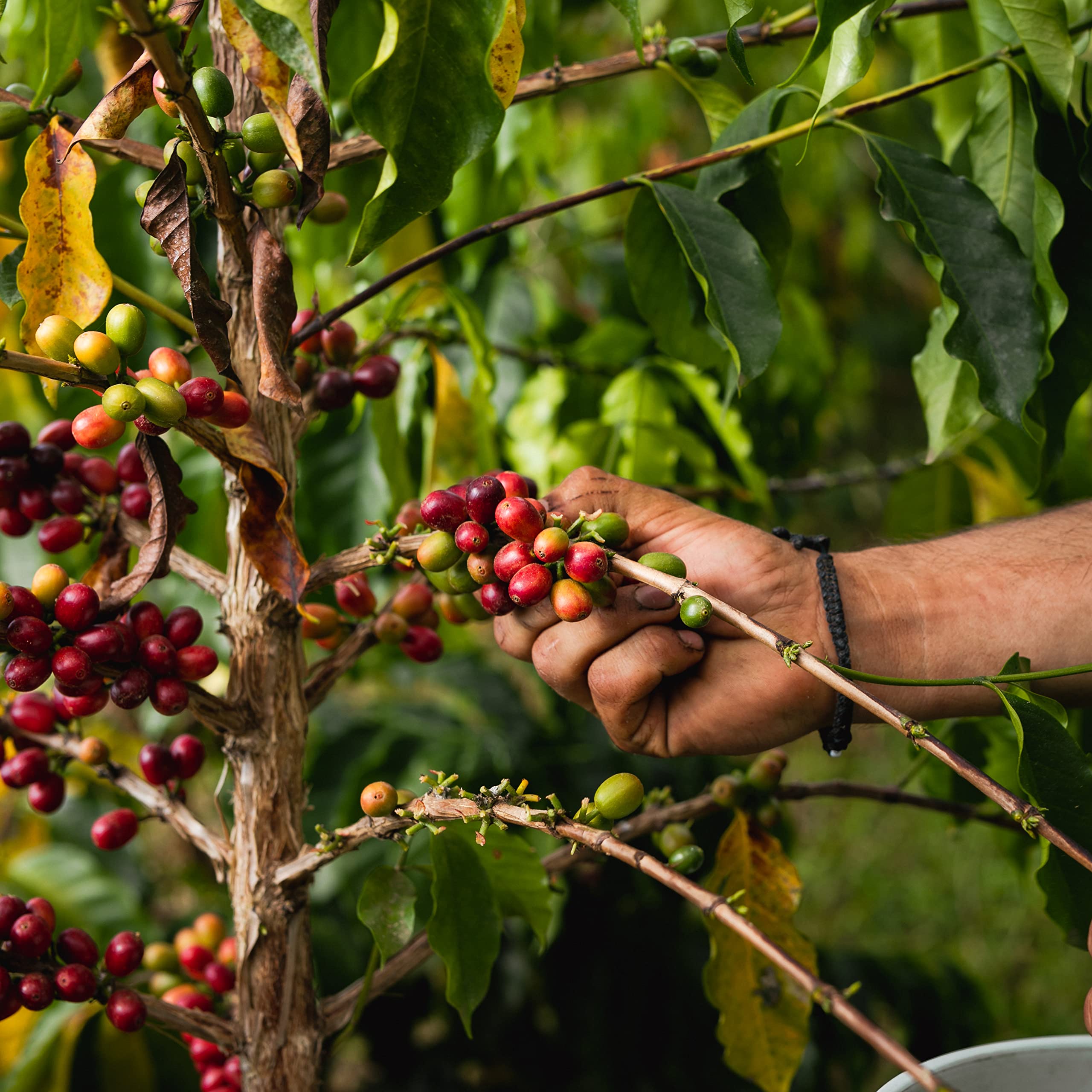 Farm-fresh: 100% Kona Coffee - Medium Roast - Arabica Whole Beans - 1 Lb or 16 oz Bag - Blue Horse 100% Kona Coffee from Hawaii