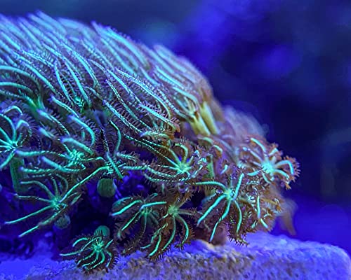 Live Coral Frag Green Star Polyp 1 inch - WWC Long Polyp/Beginner Marine Coral Reef for Saltwater Aquarium
