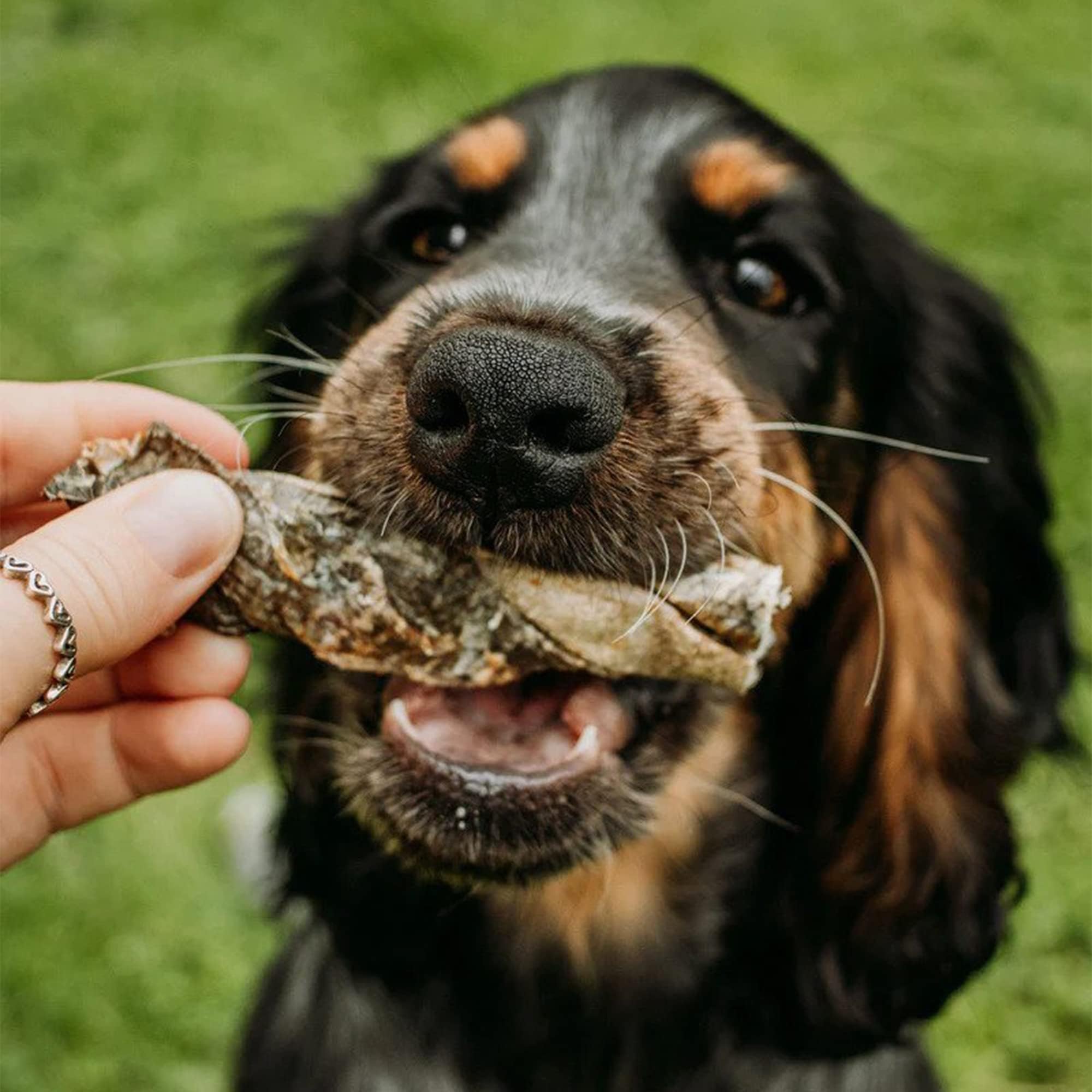 SKIPPER'S Cod Fish Skin Twists Dog Chews - 100% Fish Skin Grain Free Treats for Dogs, High in Protein & Low in Fat, Essential Omega 3 Oils | Great for Teeth (Short, 2.5 Oz)