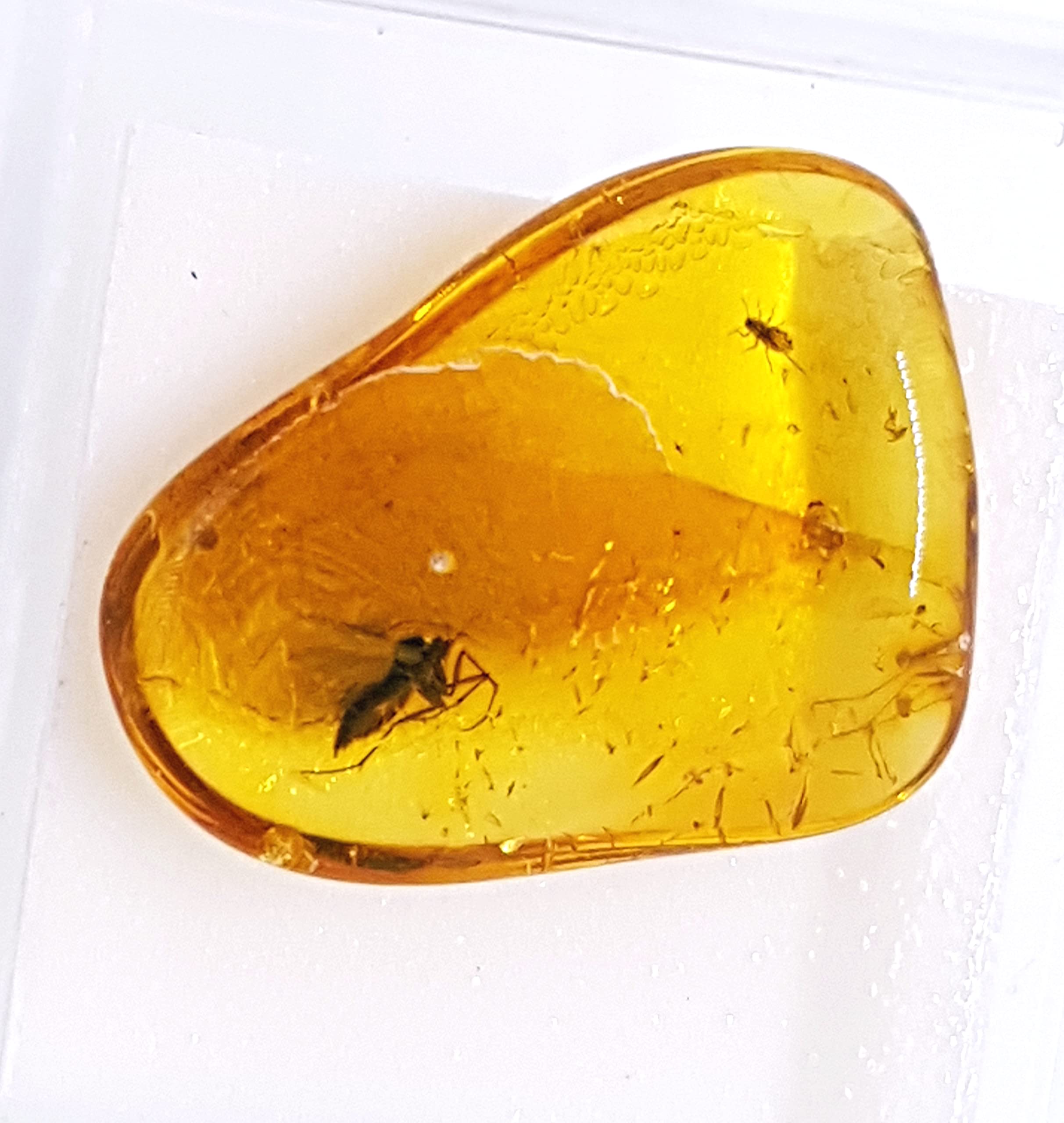 Genuine Fossil Baltic Amber with Inclusion with Magnifying Box/Beautiful Museum Grade