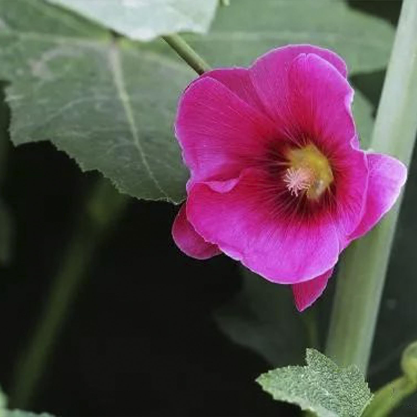 Hollyhock Seeds, Pack of 1000+ Carnival Mix Double Hollyhocks Flower Seeds, Flower Seeds for Planting