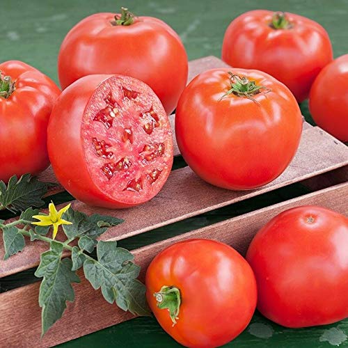 Germinazione dei semi: 25 - Semi: All'inizio Golia ibridi semi di pomodoro - uno dei primi pomodori affettare !!!!