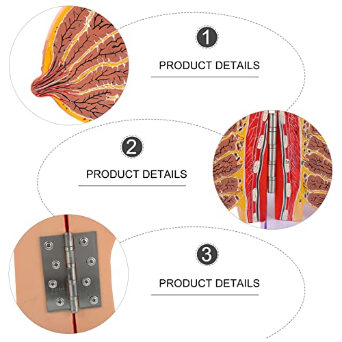 iplusmile Model of The Female Breast Human Breast Anatomy Model Lactation Teaching Nursing Trainning Education Tools for Medical Students and Teachers