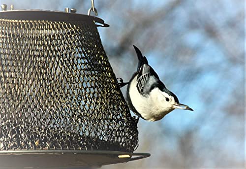 Prairie Melody(TM) Premium Black Oil Sunflower Bird Seed, Pesticide Free, 12-Pound Bag